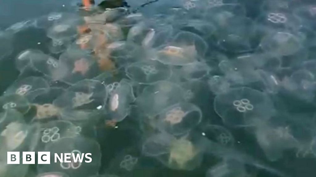 Paddleboarder stunned by huge jellyfish swarm in Hunstanton - BBC News