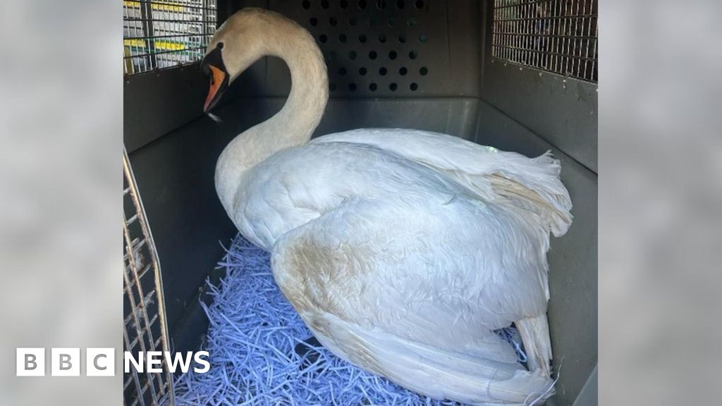 Heartbroken Devizes swan rescued after being found hurt - BBC News