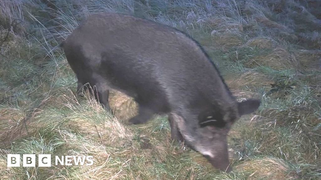 Silloth pigs: Feral animals on the loose in seaside town