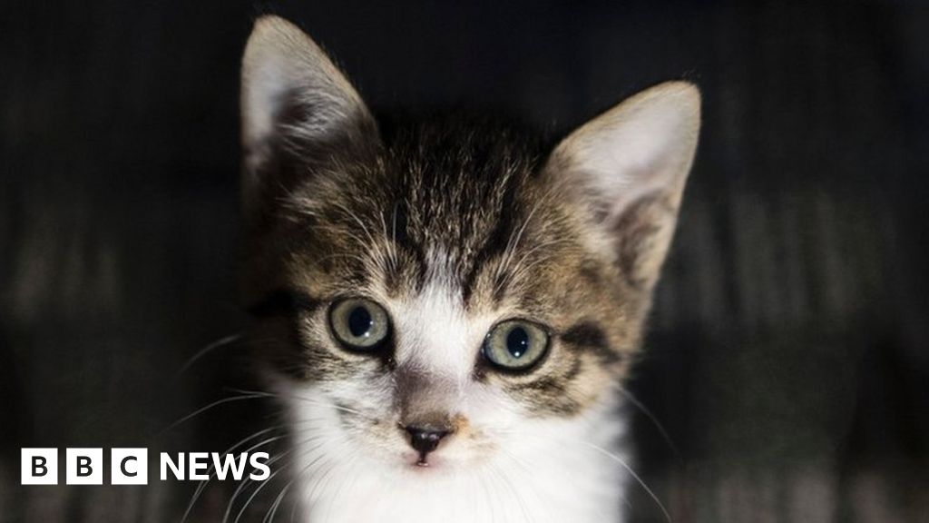 Row over Indian textbook that tells children how to kill kittens - BBC News