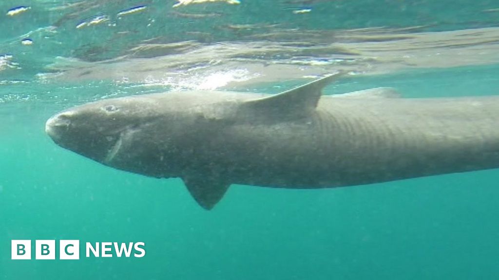 400-year-old Greenland shark ‘longest-living vertebrate’ - BBC News