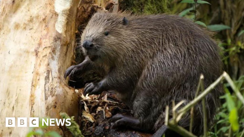 Beavers should be 'carefully' reintroduced into wild, expert says - BBC ...