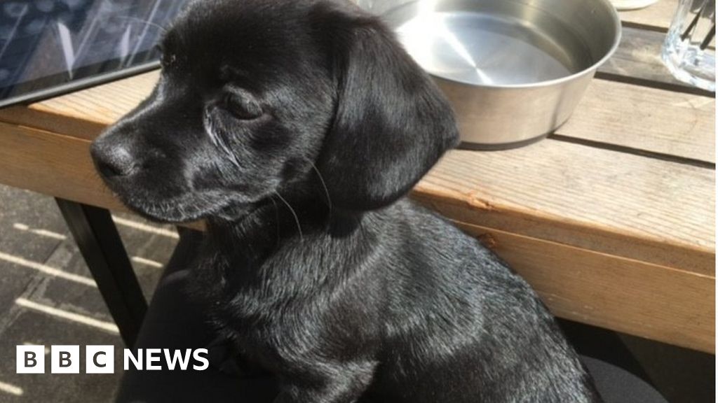 Family left heartbroken by dog's hit-and-run death in Nottinghamshire