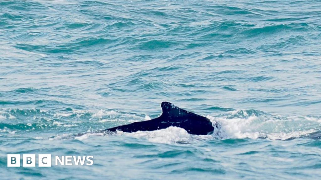 Pi the whale makes early appearance in the Isles of Scilly - BBC News
