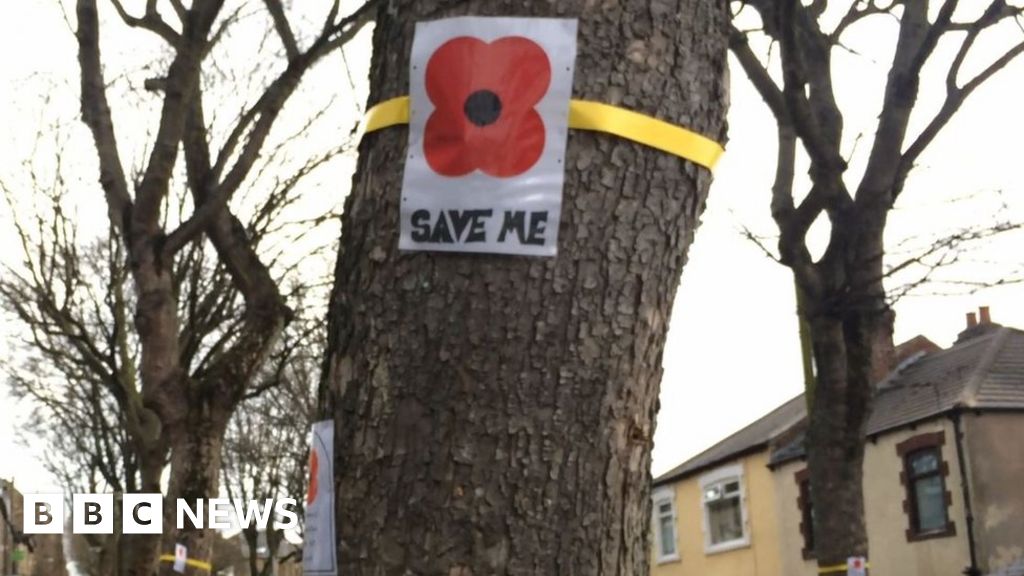 Protests at Sheffield tree felling debate - BBC News