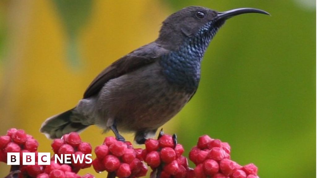 Restoring native plants 'boosts pollination' - BBC News