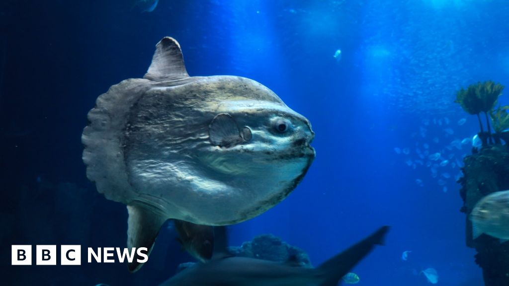 Tropical sunfish spotted in Highland waters