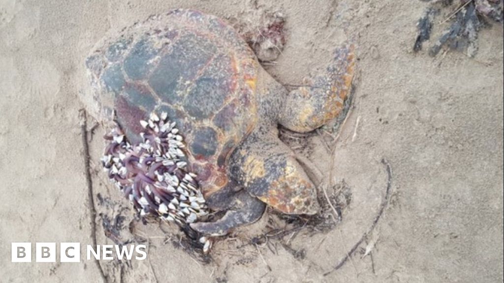 Endangered loggerhead turtle washes up in Scotland - BBC News