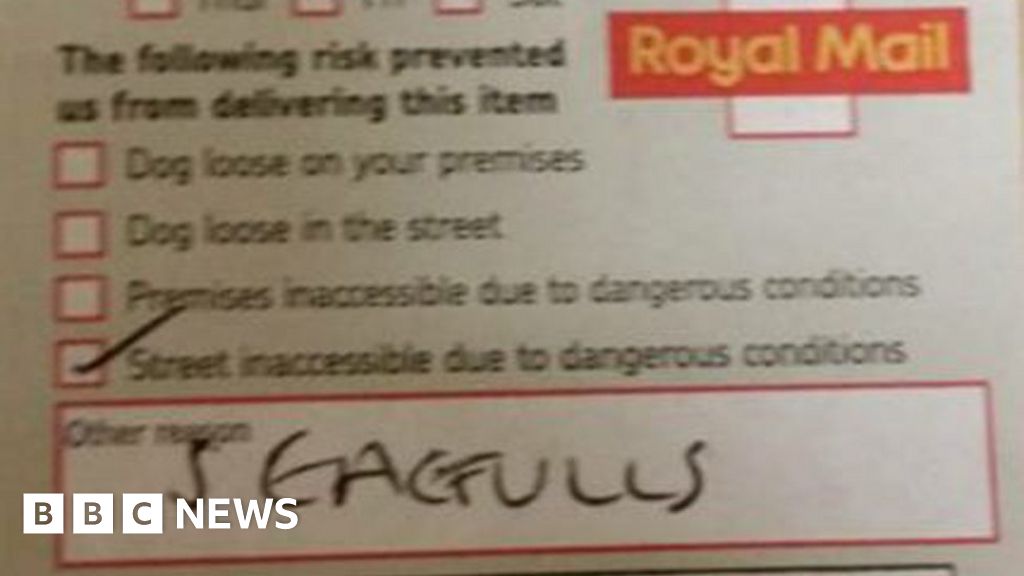Seagull's 'swooping attack' in Maryport delays mail delivery - BBC News