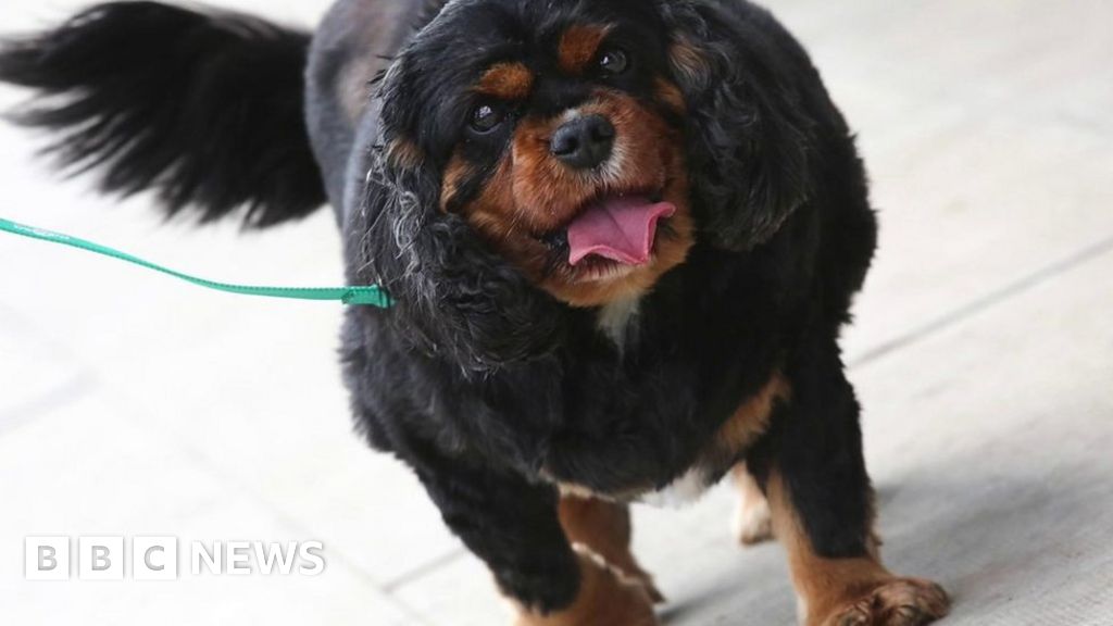 Dog becomes champion slimmer thanks to diet and swim sessions - BBC News