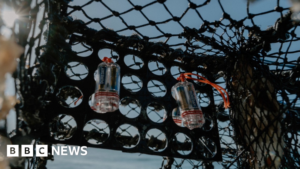 Research Reveals LED Pots Attract More Shrimp and Fish - Dr. Bulb