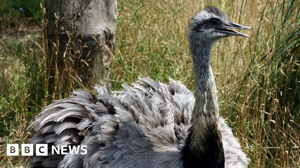 Drone called in to hunt for runaway Lincolnshire rhea bird