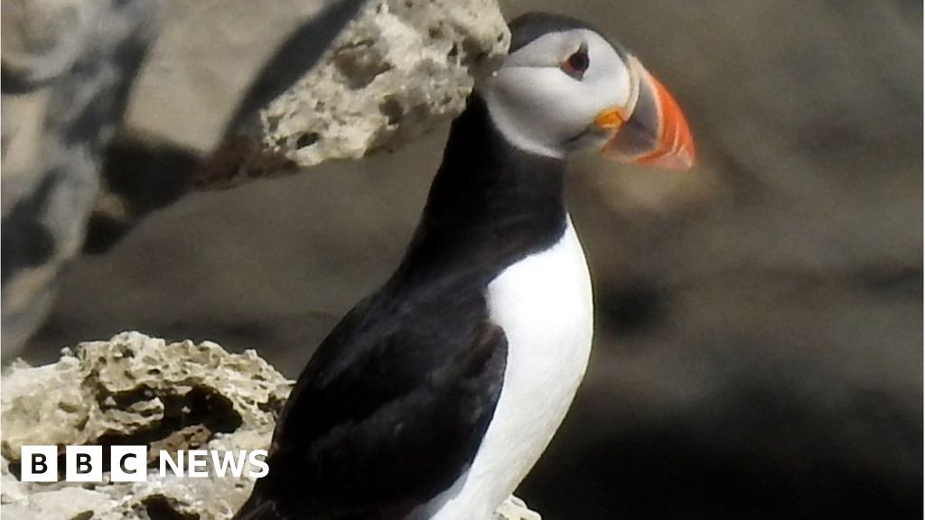 Dorset cliff cameras to probe mystery of missing puffins - BBC News