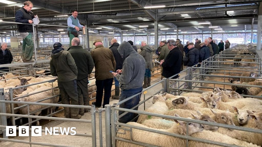 Free health checks for farmers at Shrewsbury livestock auctions - BBC News