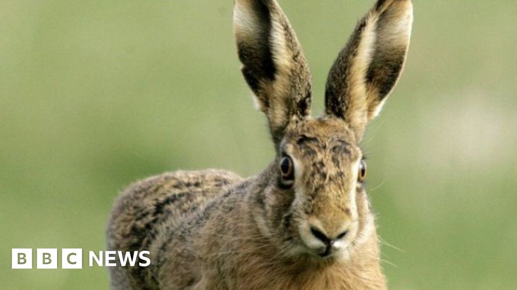North Yorkshire poaching incidents drop by nearly a third - report ...