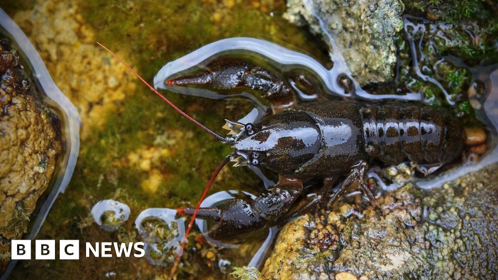 Pennine volunteers sought for white-clawed crayfish tests