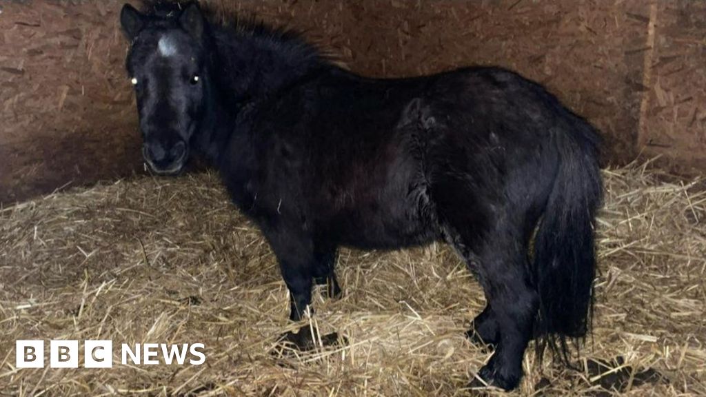 Shetland pony shot by suspected BB gun pellet