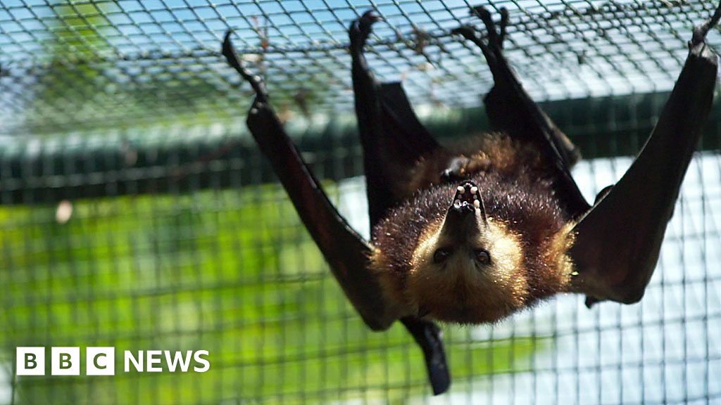 Meet the Mauritius fruit bat - BBC News