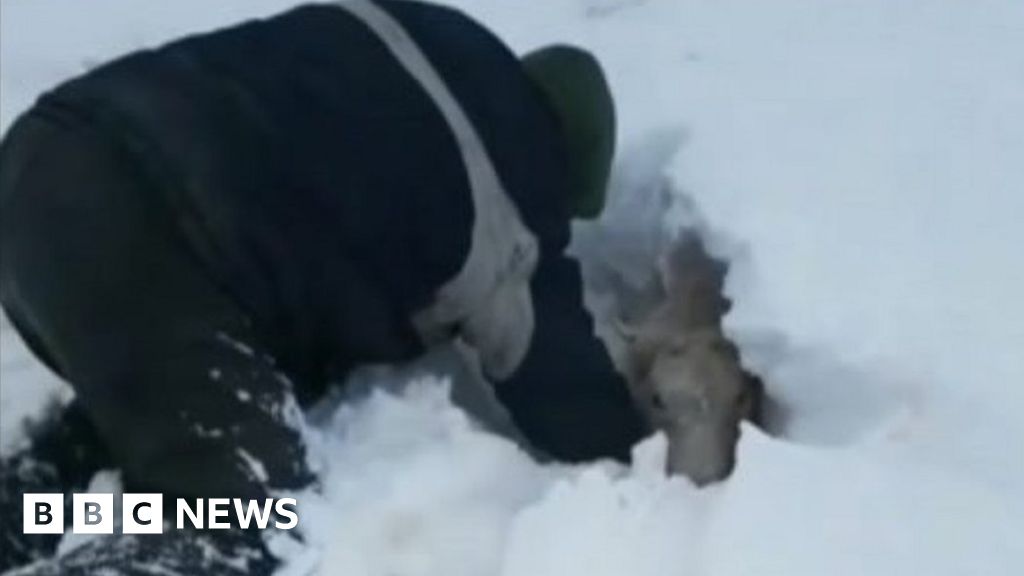 Wales snow: Digging for their animals' lives