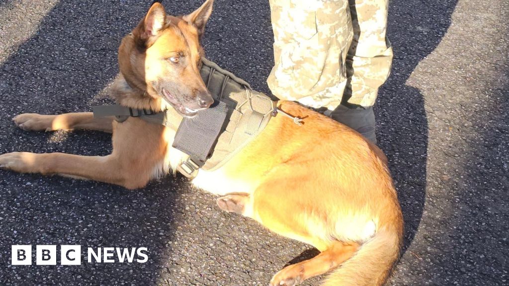 Dogs wearing Sedgefield technology to detect radiation in Ukraine - BBC ...