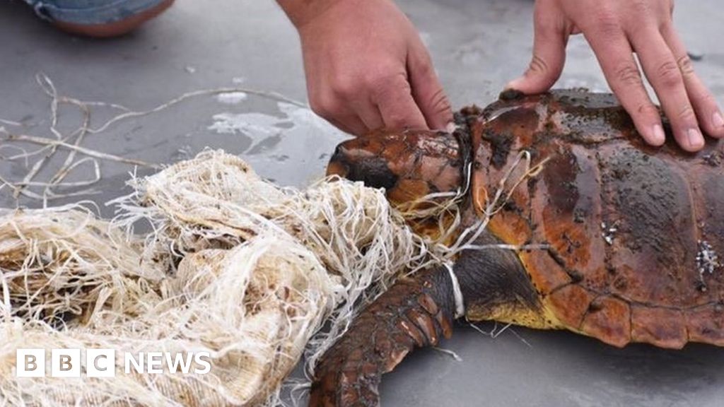 Lostwithiel family saves turtle from plastic sack death - BBC News