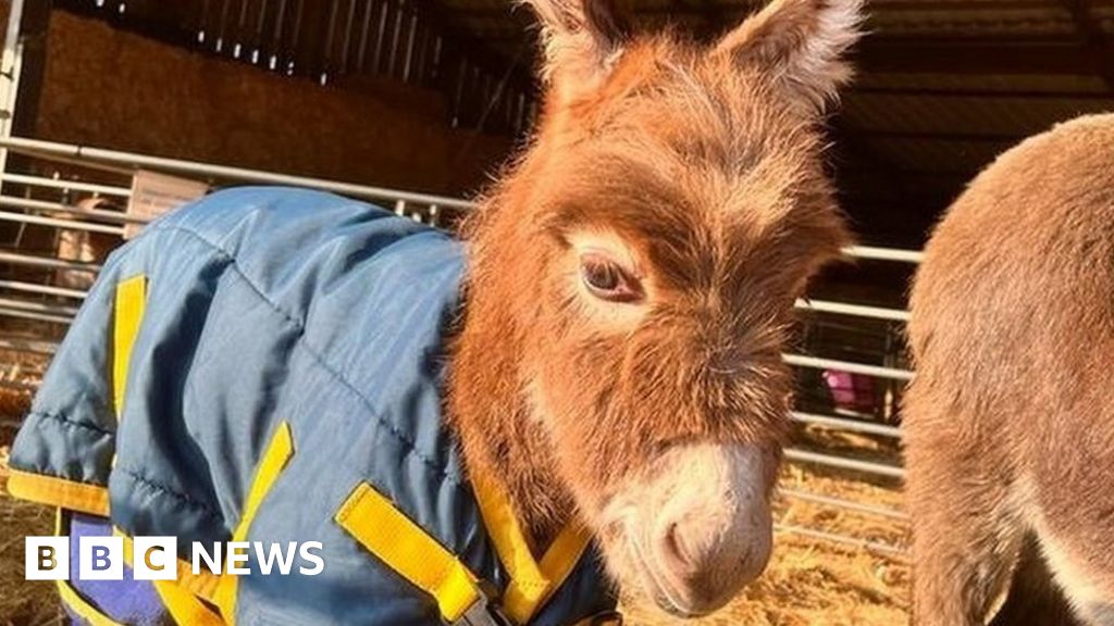 Donkey theft: Police want to trace car seen carrying foal - BBC News