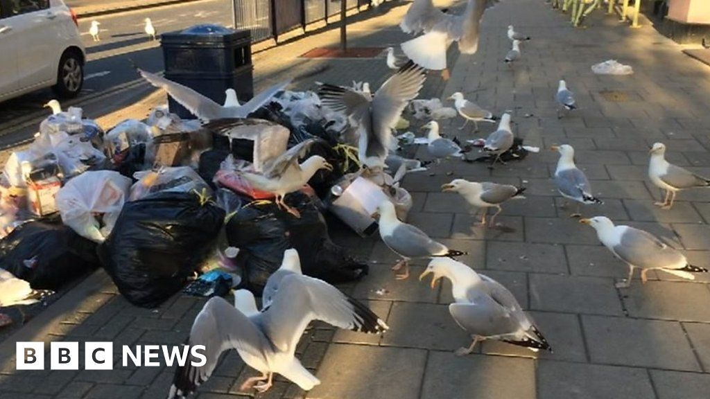 How Aberystwyth is tackling the problem of seagull litter - BBC News