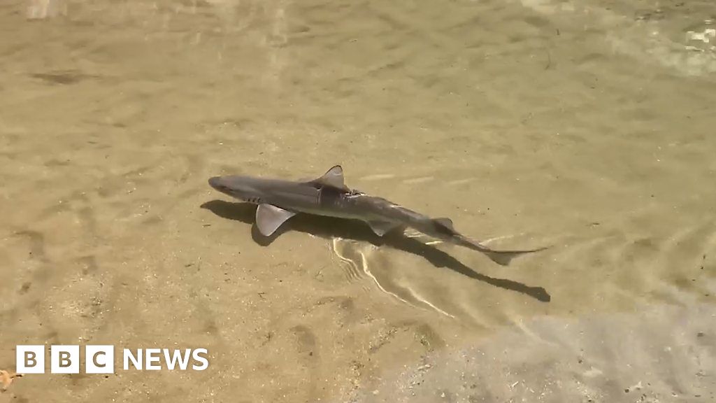 Small shark surprises beach-goers while stranded on Welsh coast