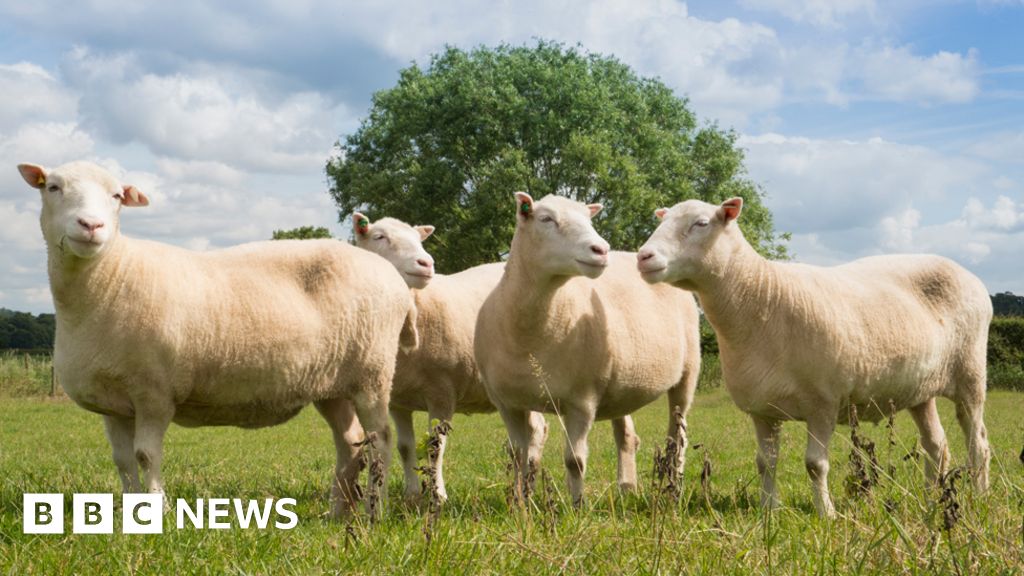 Dolly the sheep's siblings 'healthy' - BBC News
