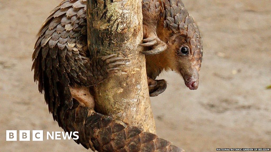 Poaching pushes pangolin closer to extinction - BBC News