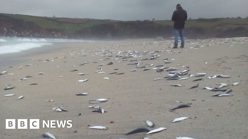 Mystery as thousands of fish wash up on Cornish beach - BBC News