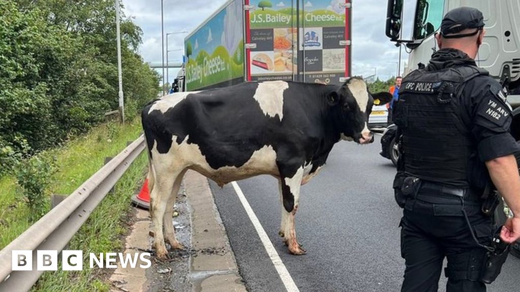 Cows rescued near Walsall after lorry fall causes M6 disruption - BBC News
