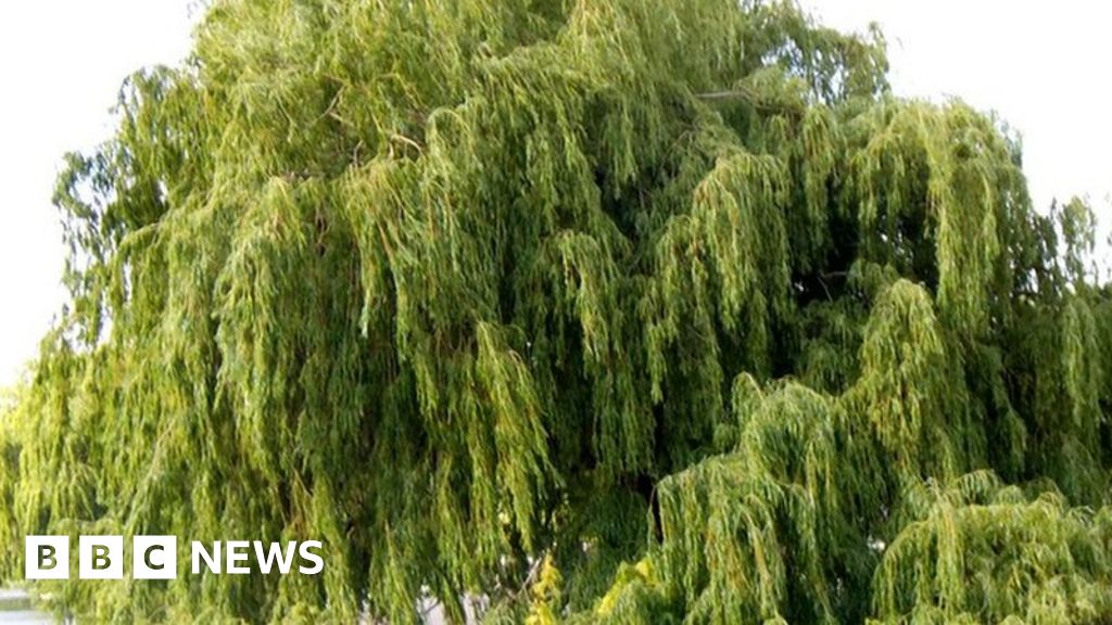 Citizen science taps into public's love of trees