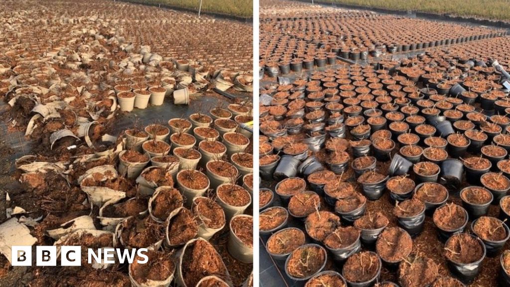 Thieves ruin plants in Harrogate commercial nursery break-in