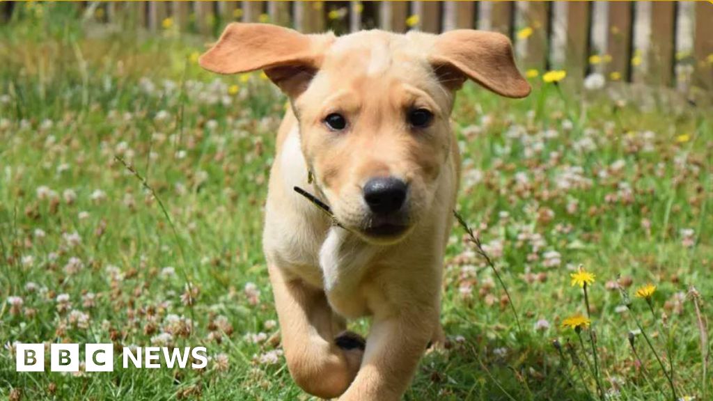 Kenilworth dog rehoming centre shuts after parvovirus case confirmed ...