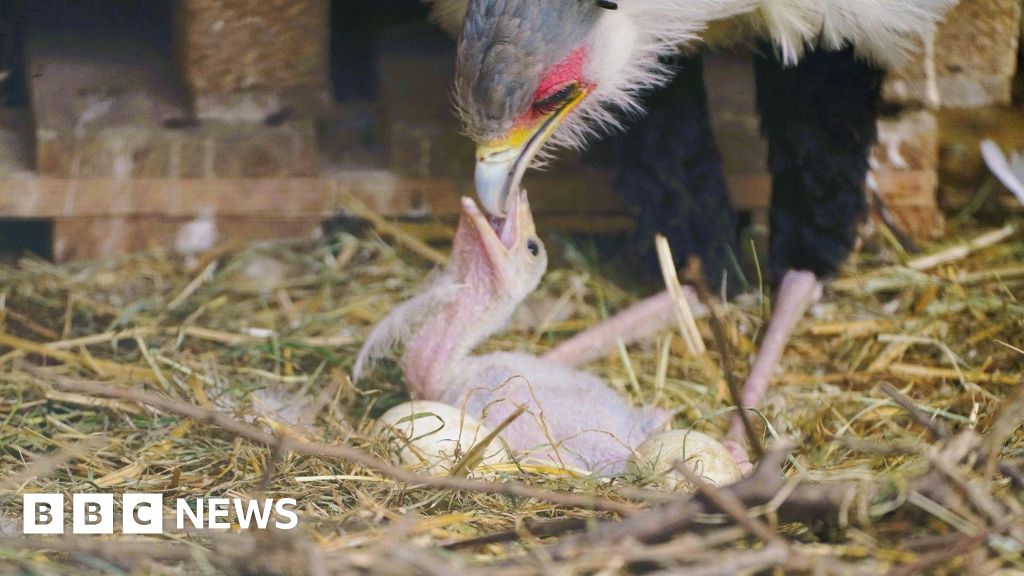 Endangered secretary bird born at Longleat Safari Park - BBC News