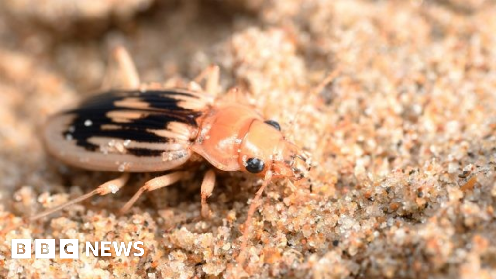 Fear rare beetle could be extinct in England - BBC News