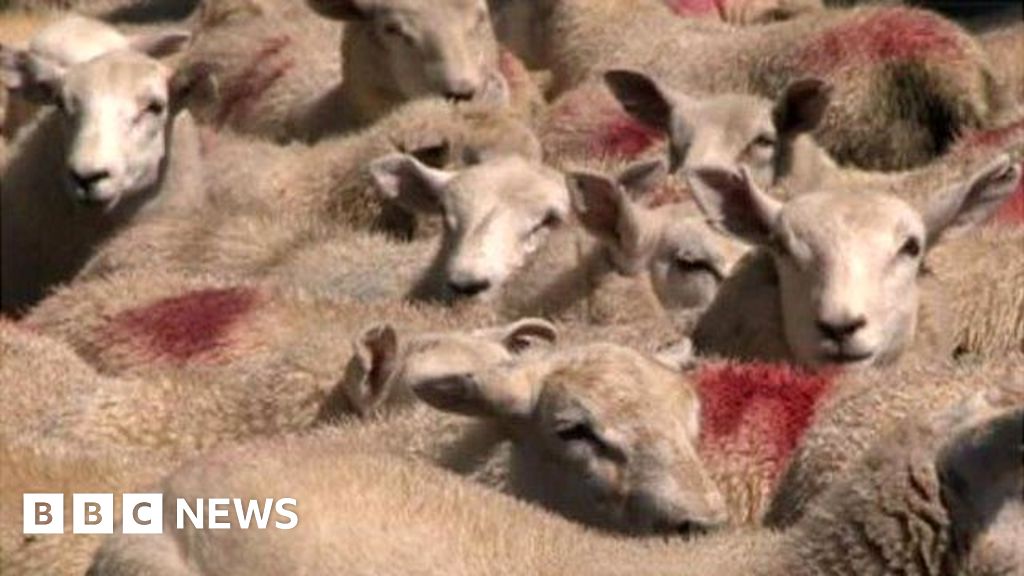Farmers hold crisis summit over 'critical' lamb price fall - BBC News