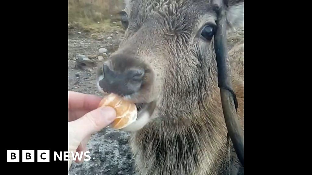 Is this Scotland's friendliest stag? - BBC News