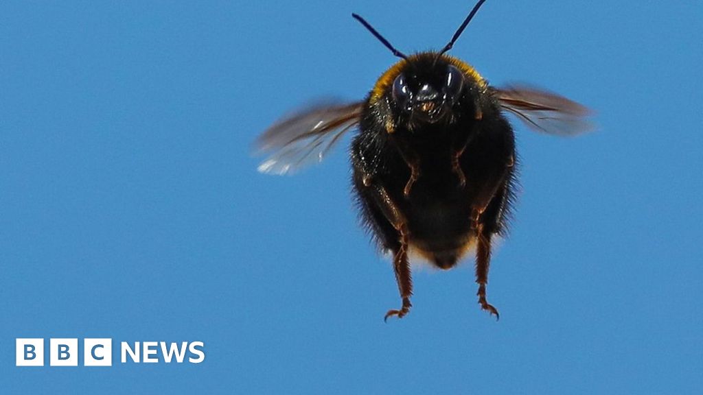 Huge bee colony removed from Spain bedroom - BBC News
