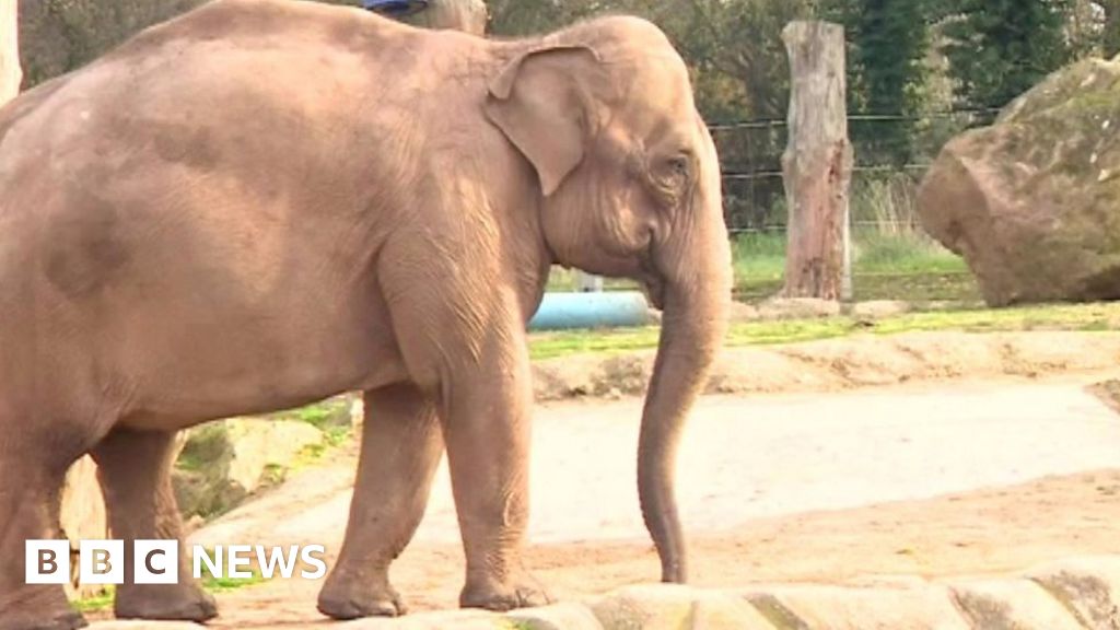 Twycross elephants go two by two to Blackpool Zoo