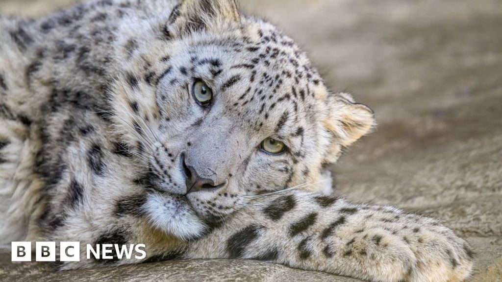 Hampshire: Marwell Zoo welcomes a new snow leopard - BBC News