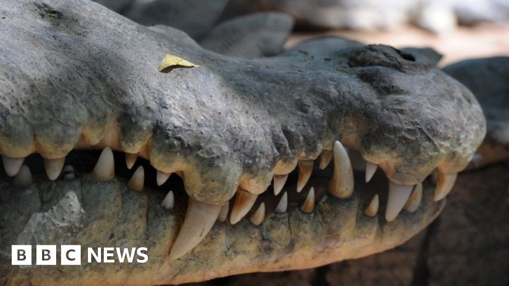 Indonesia drugs: Crocodiles 'to guard death row prisons' - BBC News