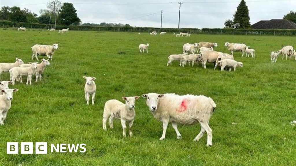 Woman arrested after 35 sheep killed in dog attack in Suffolk - BBC News