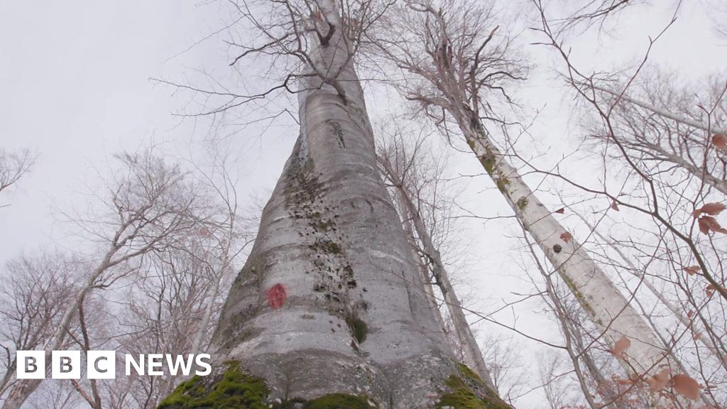 The Romanian forest that's disappearing - BBC News