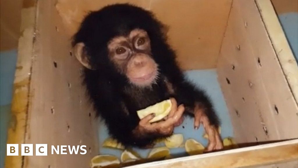 Chimp trade: How apes are smuggled - BBC News