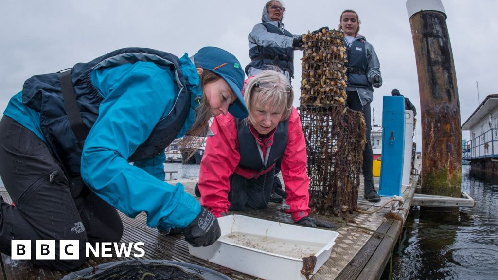 Tees Estuary: Conservationists seek site for an oyster reef - BBC News