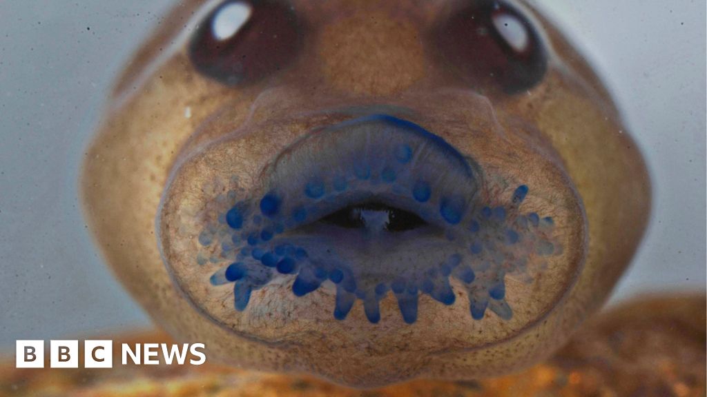 'Extinct' tree frog rediscovered in India after 137 years - BBC News