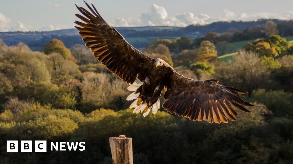 Bid to return golden and white-tailed eagle species - BBC News