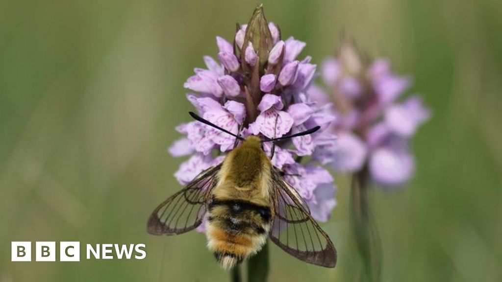 Rare narrow-bordered bee hawk-moth spotted at new sites